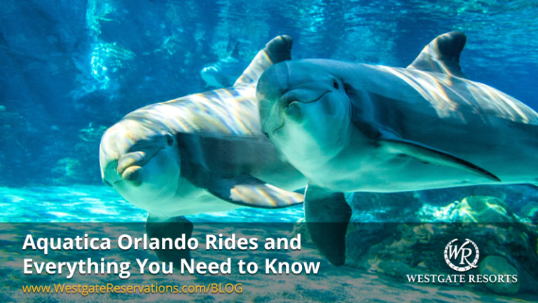 Aquatica Orlando Rides and Everything You Need to Know